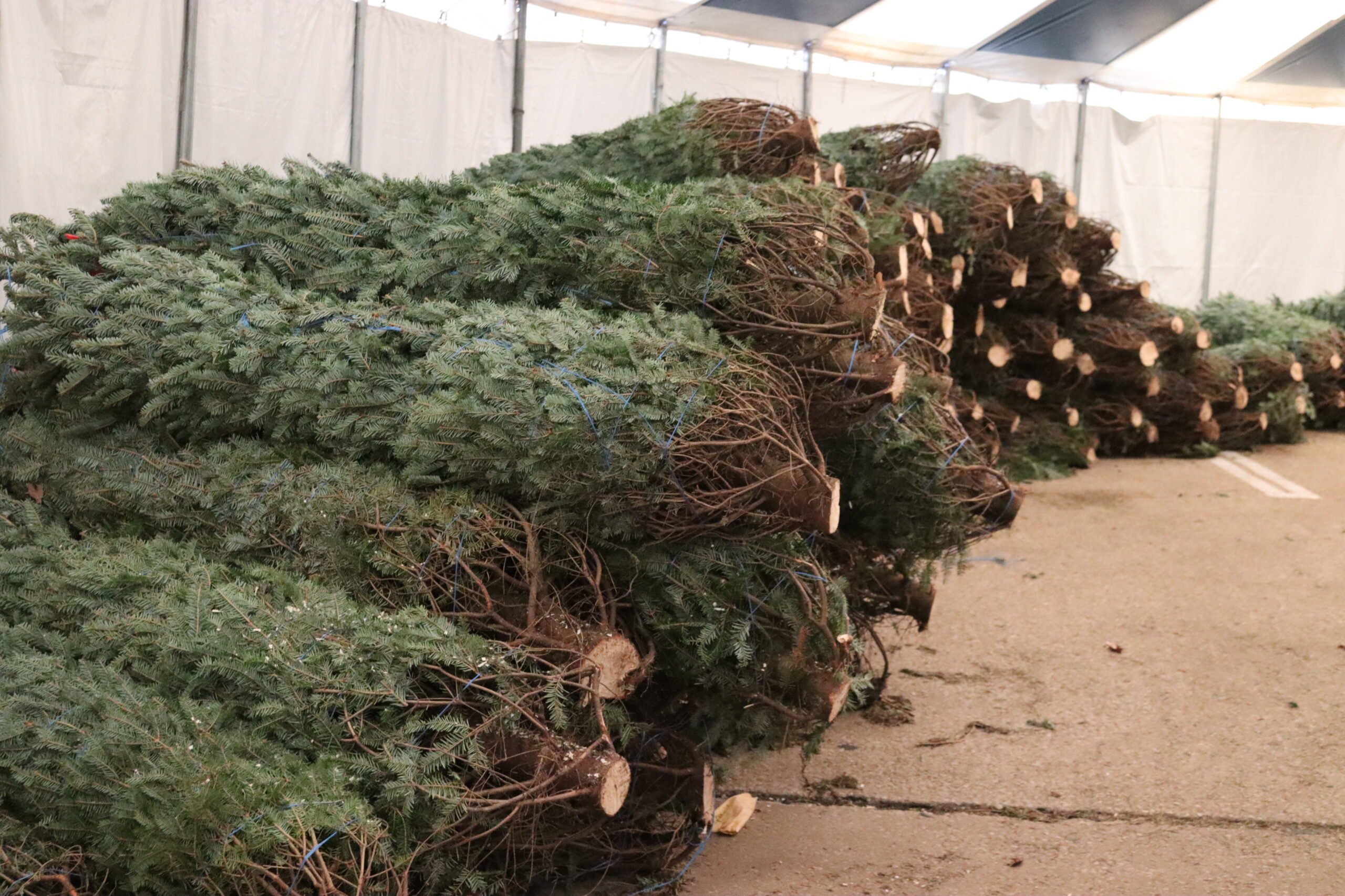 PATTON'S CHRISTMAS TREES CELEBRATES 50 YEARS OF BRINGING HOLIDAY JOY TO ...